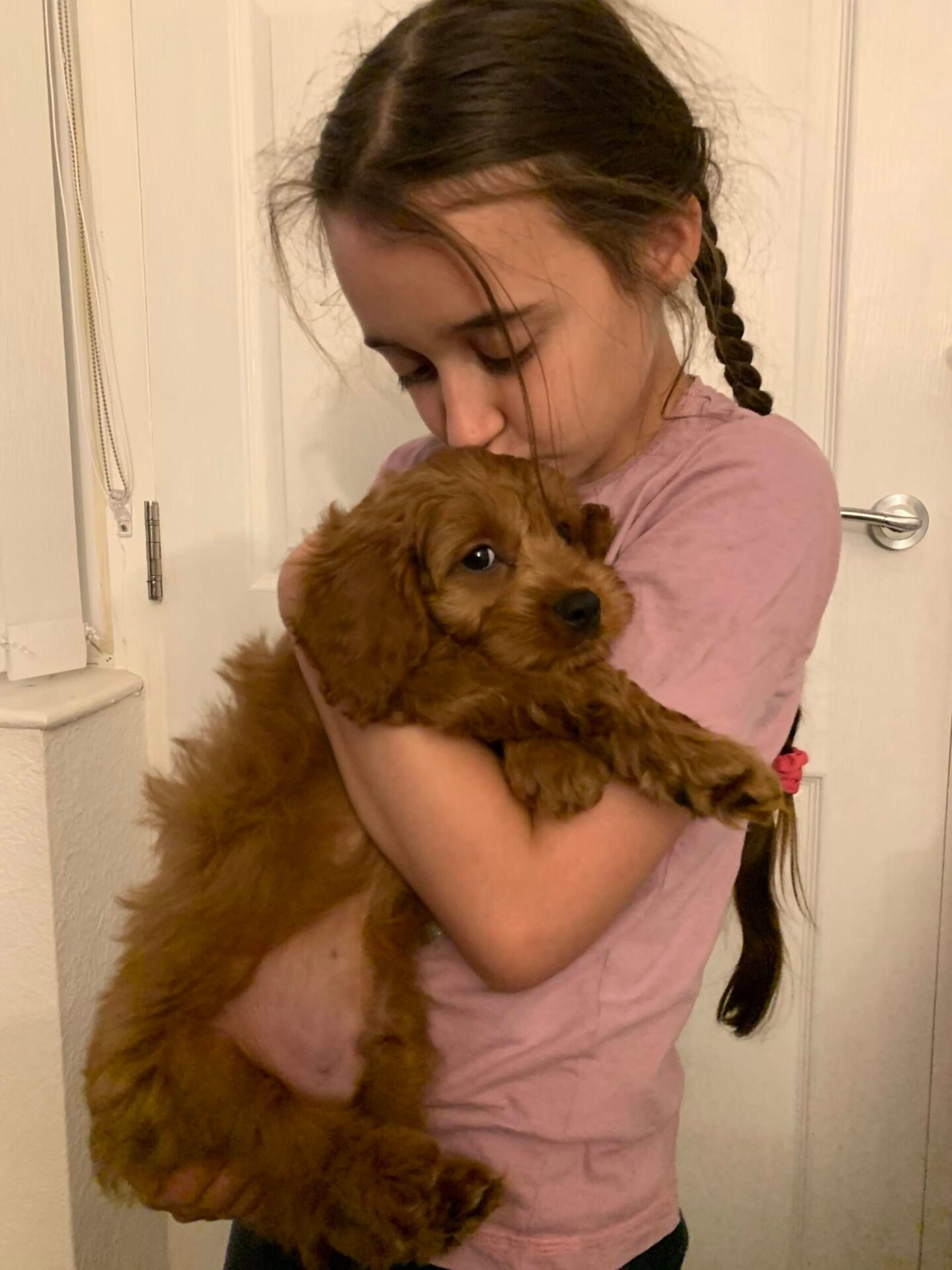 Introducing Blue, our Cavapoo Puppy! - Lellalee