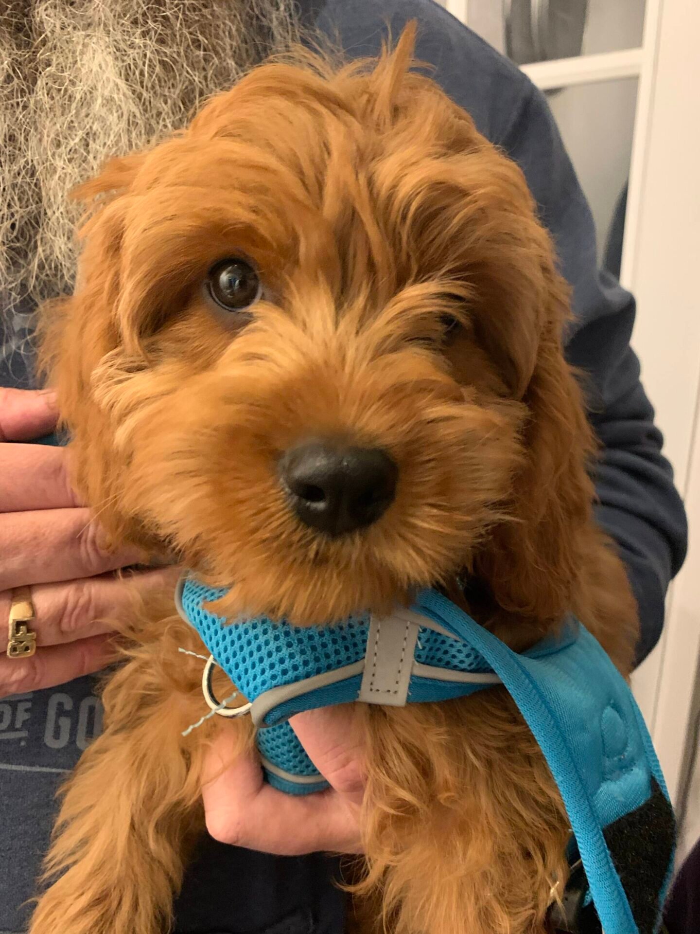 Introducing Blue, our Cavapoo Puppy! - Lellalee